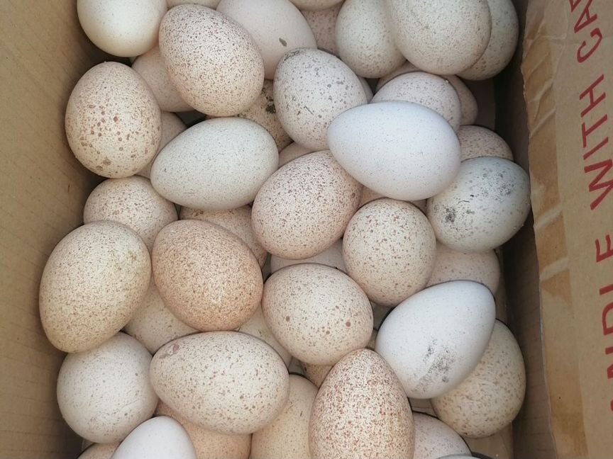 Яйцо индюшки