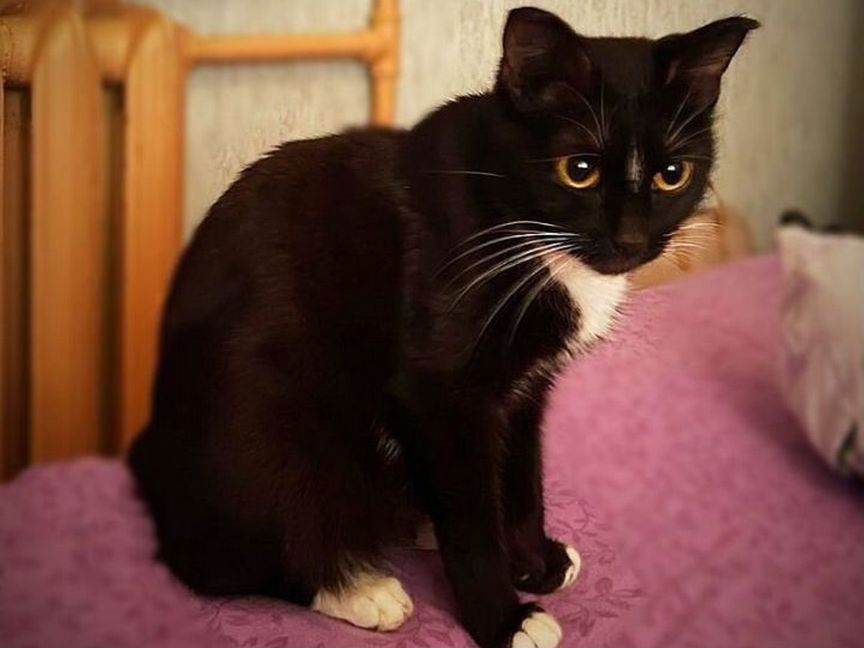 Кошка ищет дом
