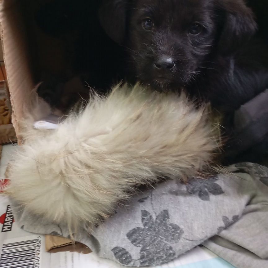 Щенок в добрые руки