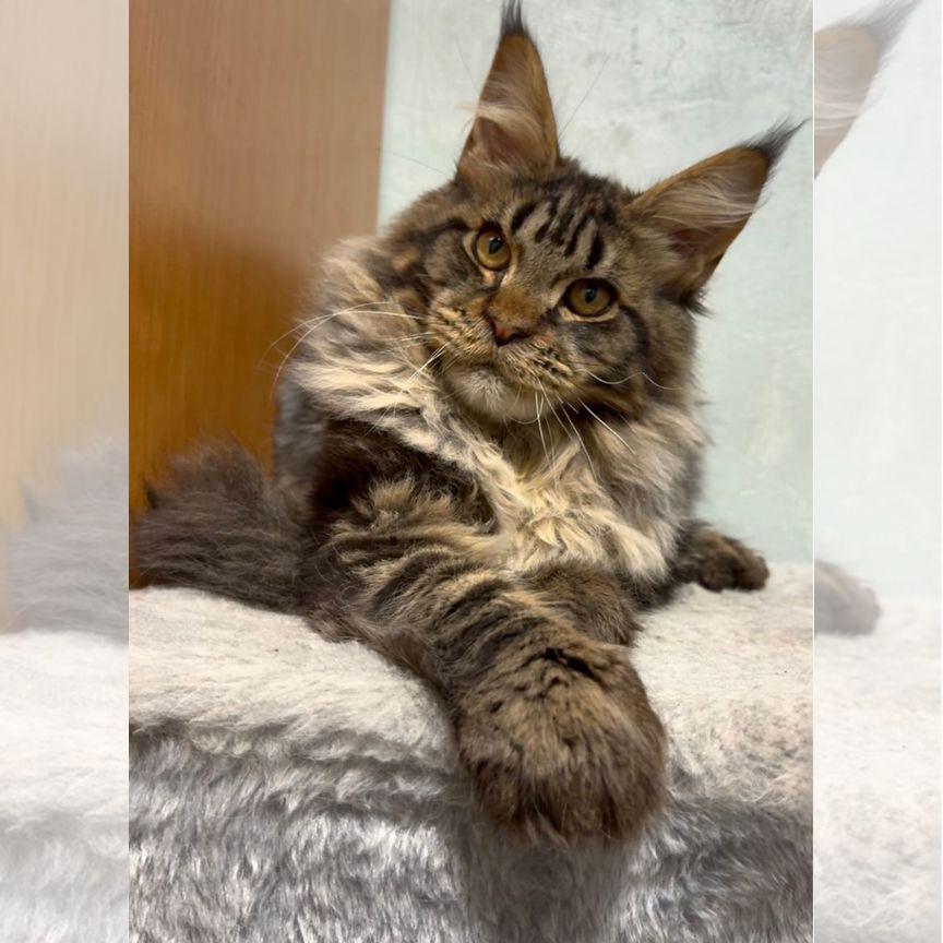 Мейн-кун котёнок