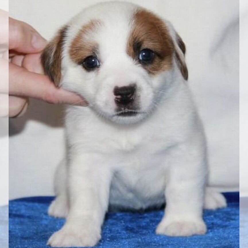 Джек-рассел-терьер, щенок
