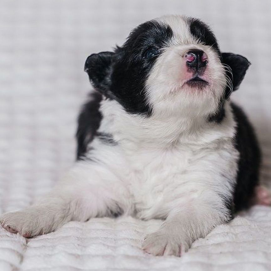 Бордер-колли, щенок