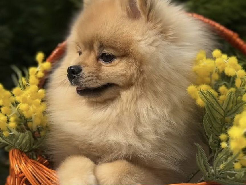 Померанский шпиц вязка кобельтип мишка