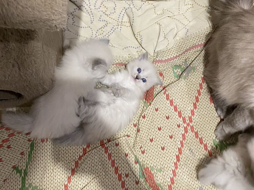 Невские маскарадные котята