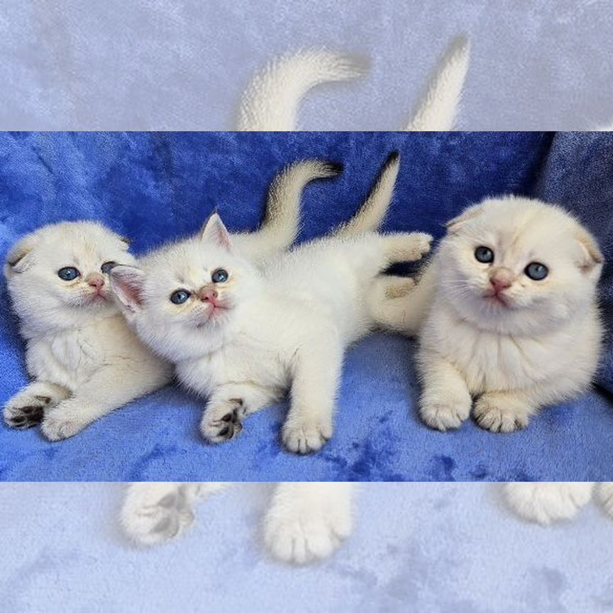 Шотландские котята