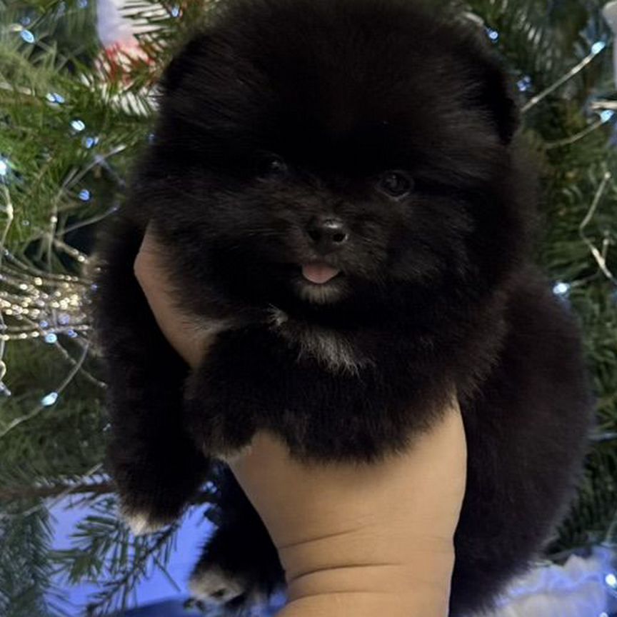 Померанский шпиц, щенок