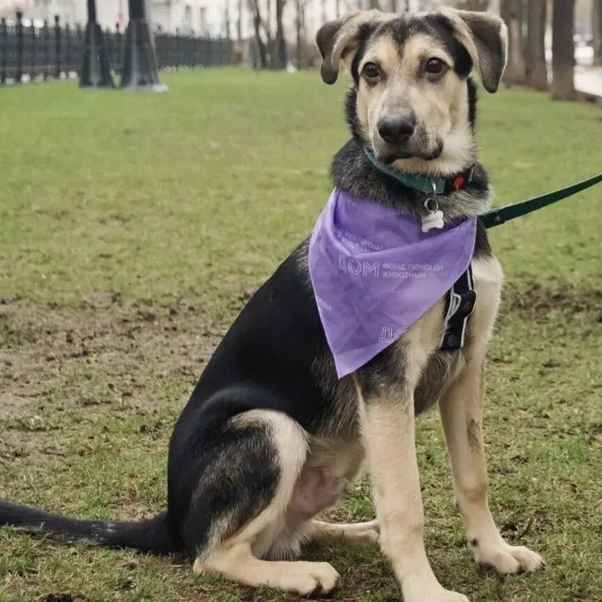 Щенок в добрые руки