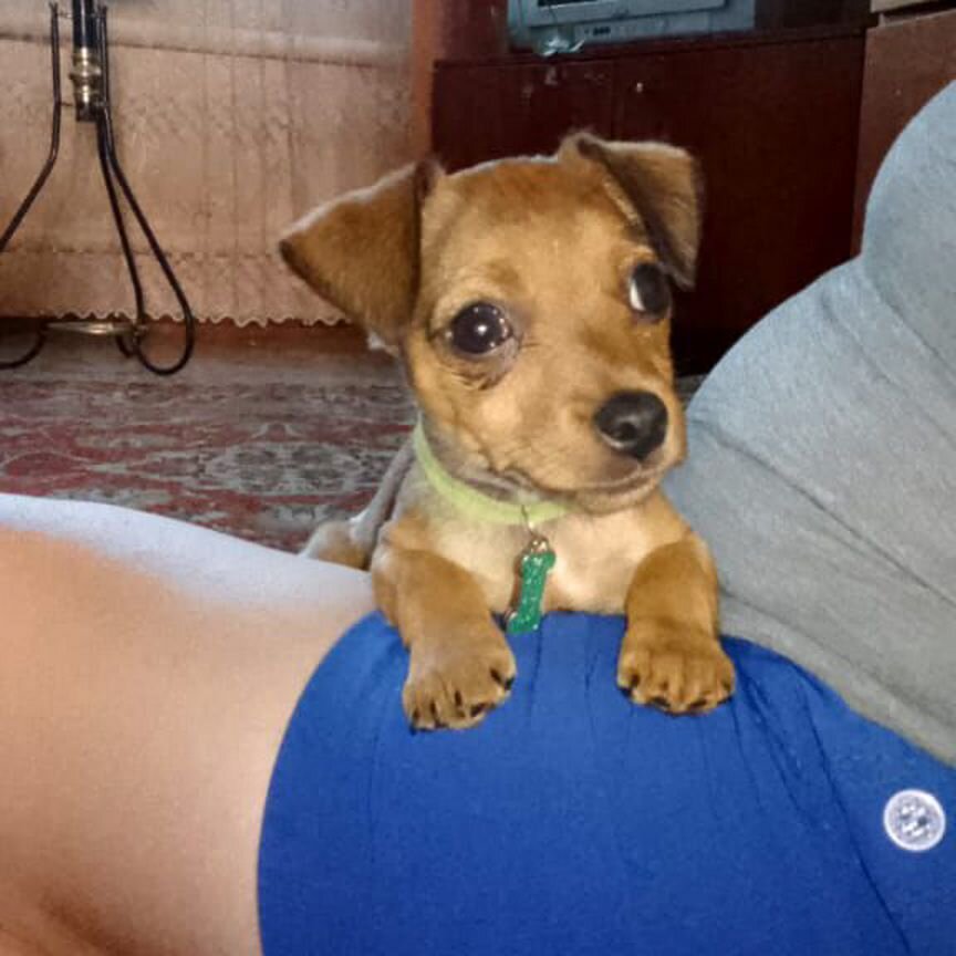 Собака маленькая порода