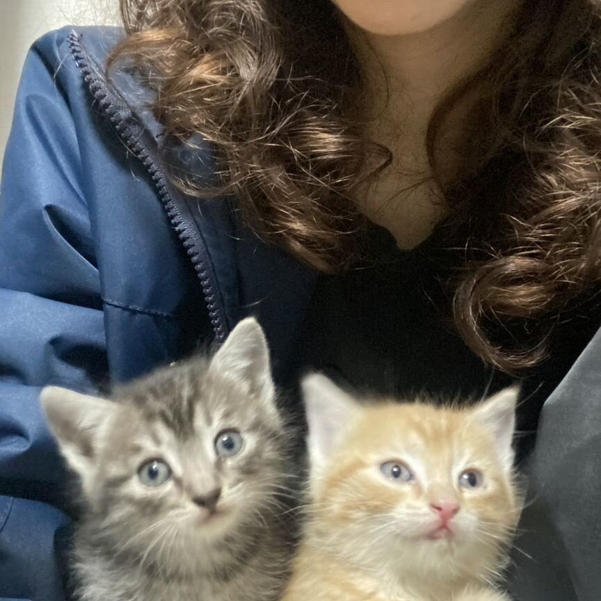 Отдам в добрые руки котята