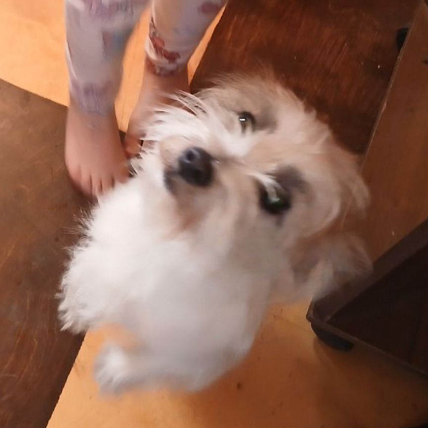 Джек-рассел-терьер, щенок