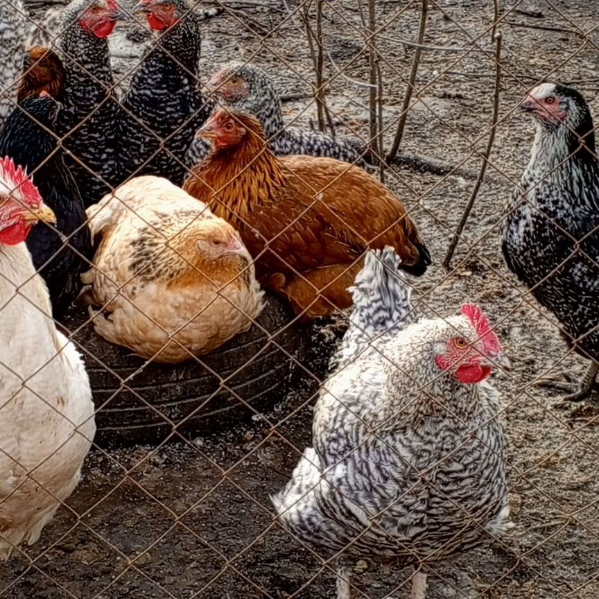 Куры молодки несушки домашние