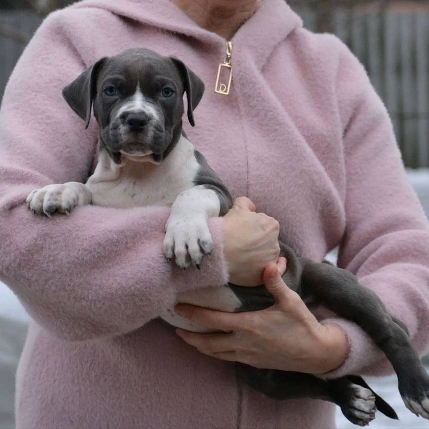 Американский стаффордширский терьер, щенок