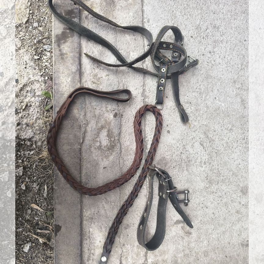 Поводок, ошейник и шлейка для собаки