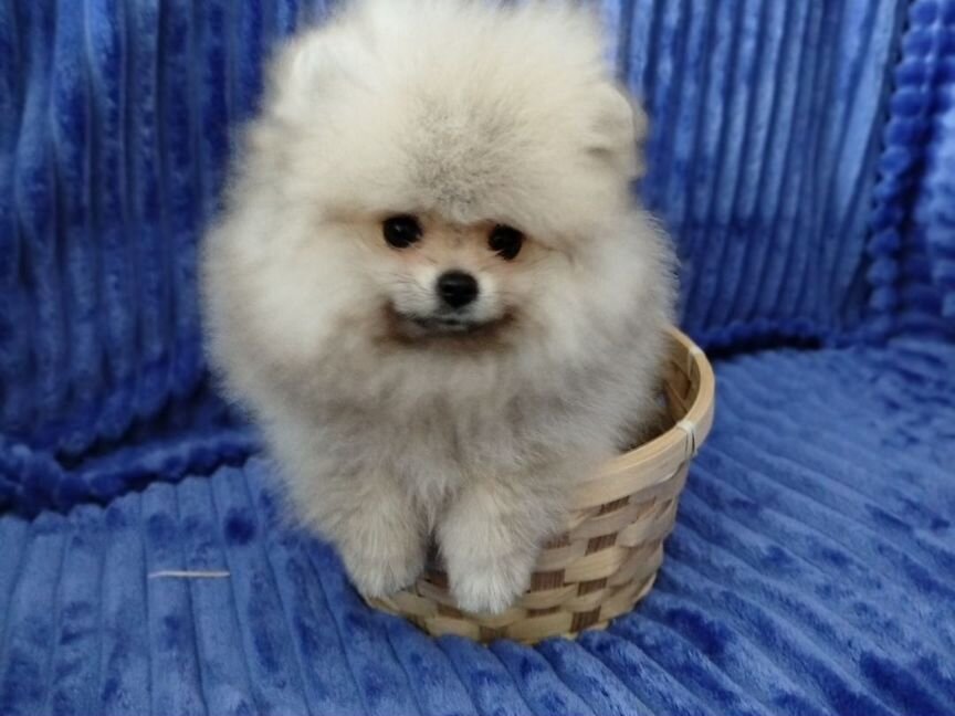 100% мини "мишка" мальчик шпиц