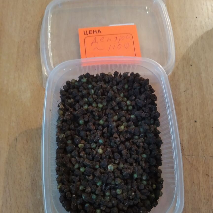 Коконы червя дендробена