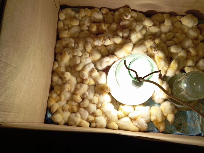 Цыплята бройлер