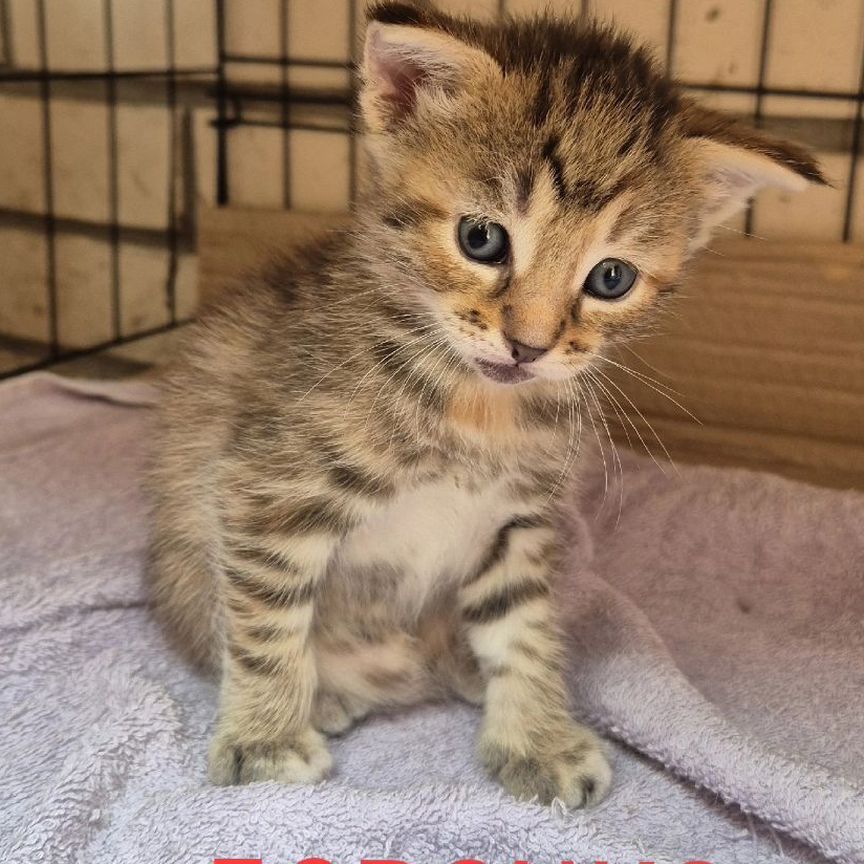 Котёнок в добрые руки