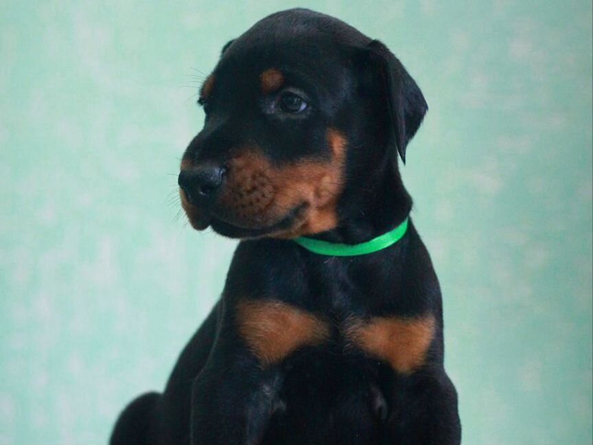 Щенки добермана РКФ