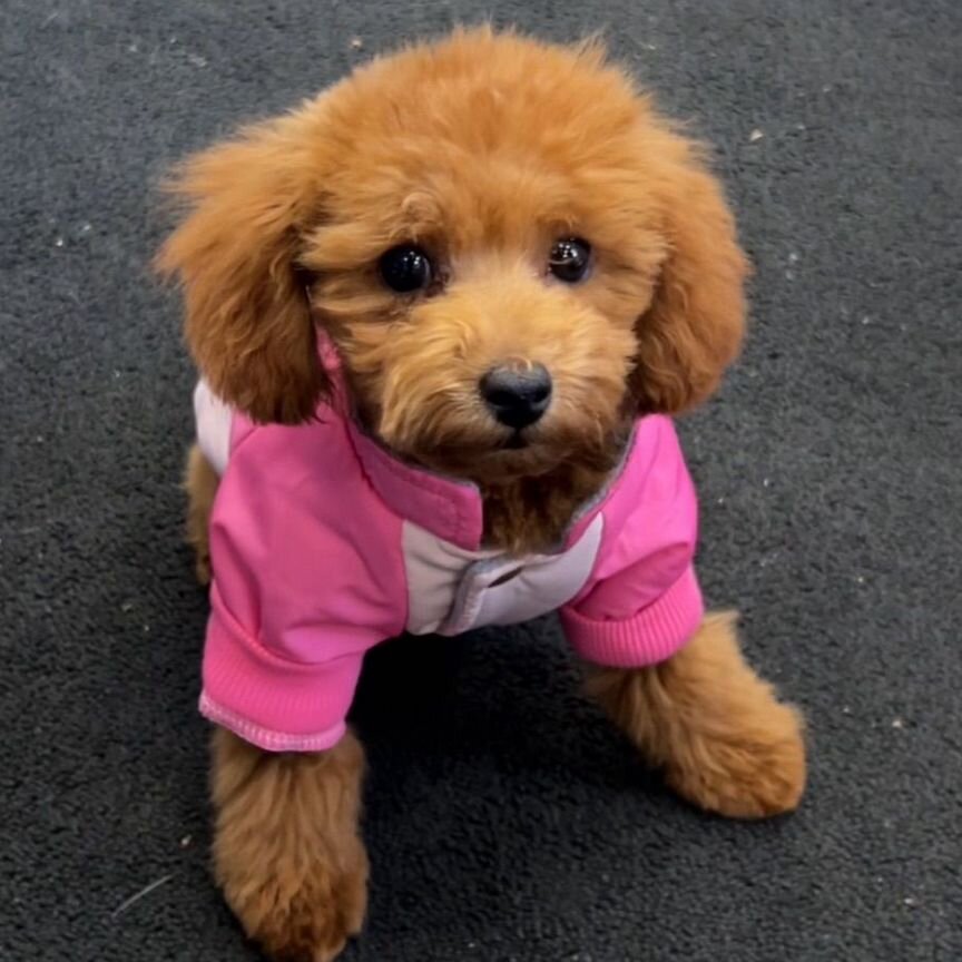 Комбинезон для маленькой собаки или щенка petmax