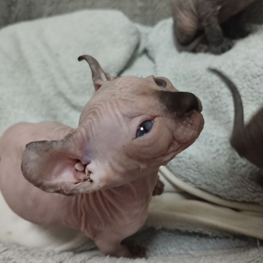 Канадский сфинкс котёнок