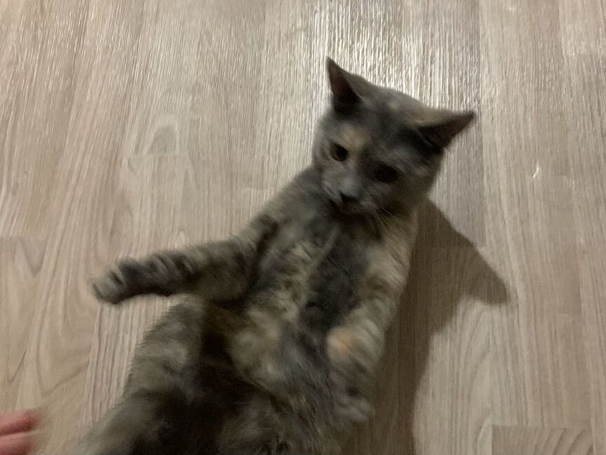 Кошка Айза