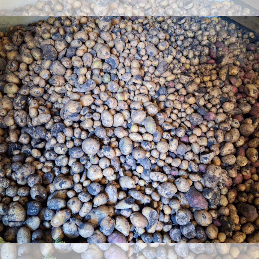 Картофель на корм для скота