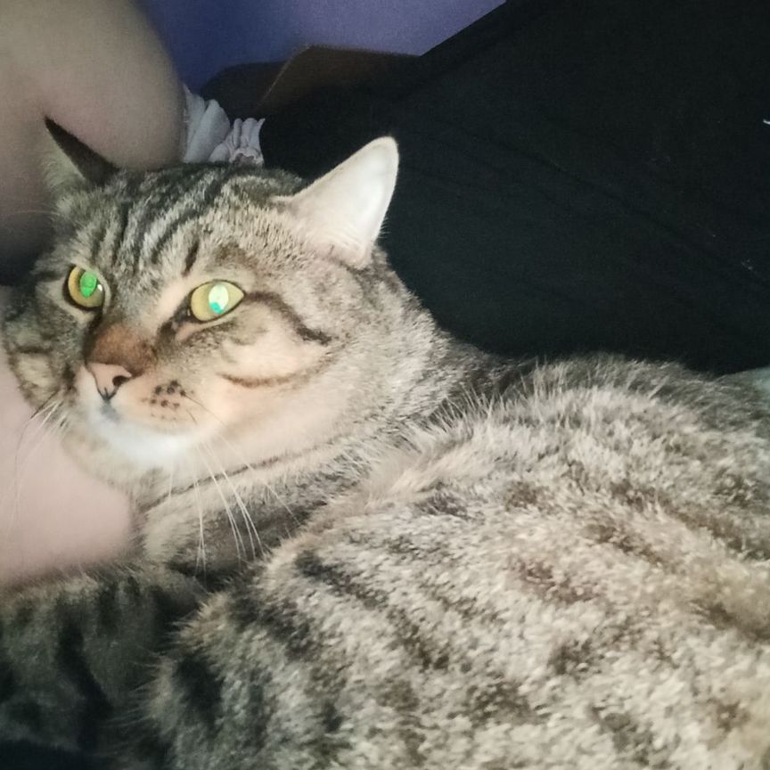 Взрослый кот в добрые руки