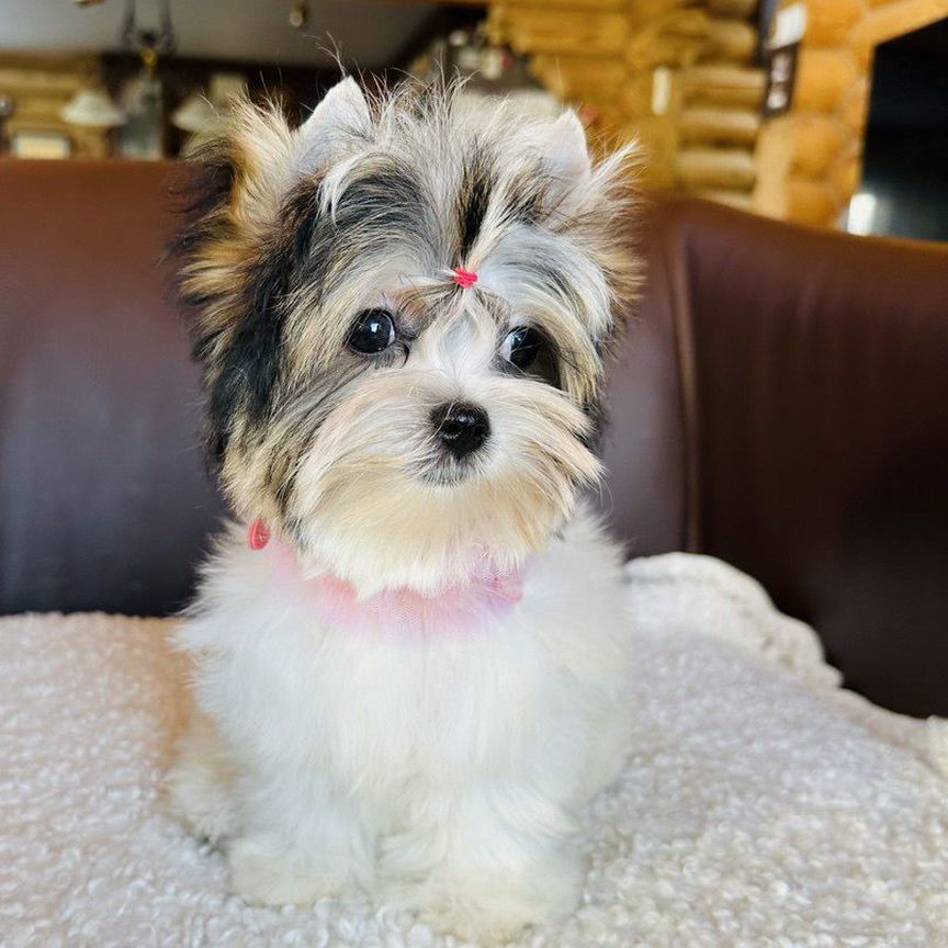 Бивер-йоркширский терьер, щенок