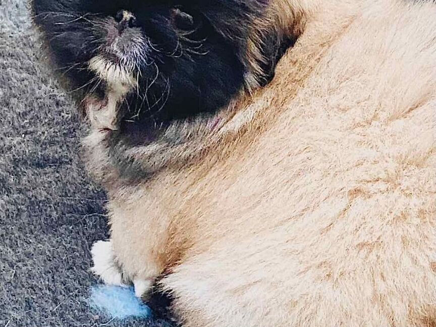 Пекинесики