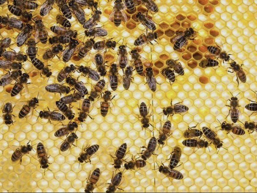 Вощина максимум дадан