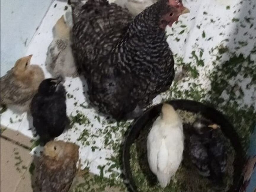Цыплята месячные 9 штук и квочка