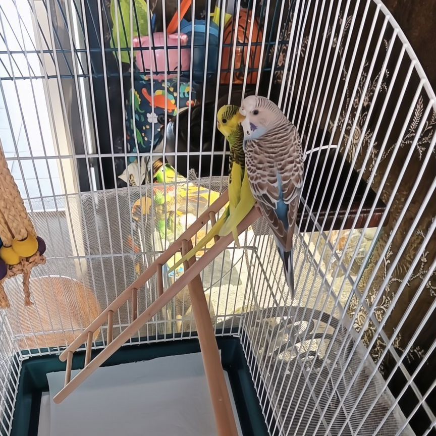 Волнистые попугаи с клеткой москва