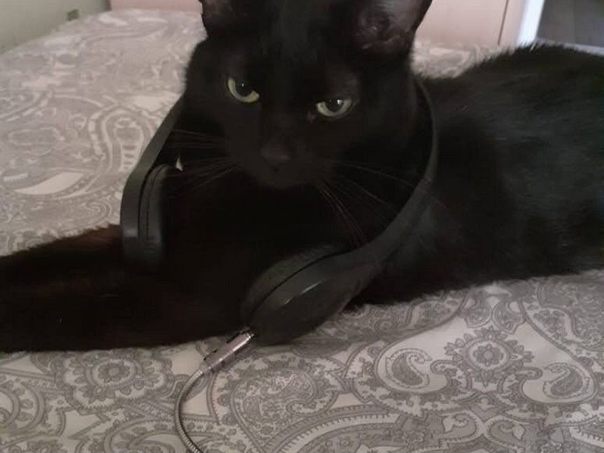 Чёрная кошка