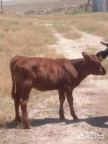 Продажа телят