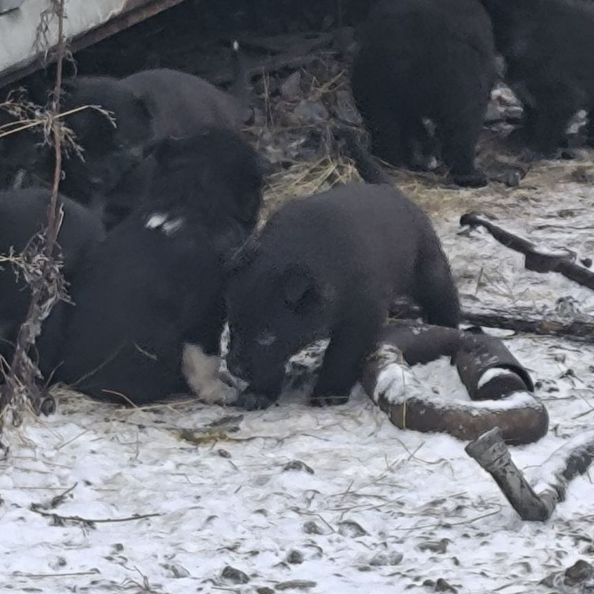 Щенок в добрые руки
