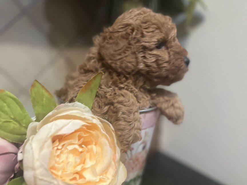 Мальтипу ф 2