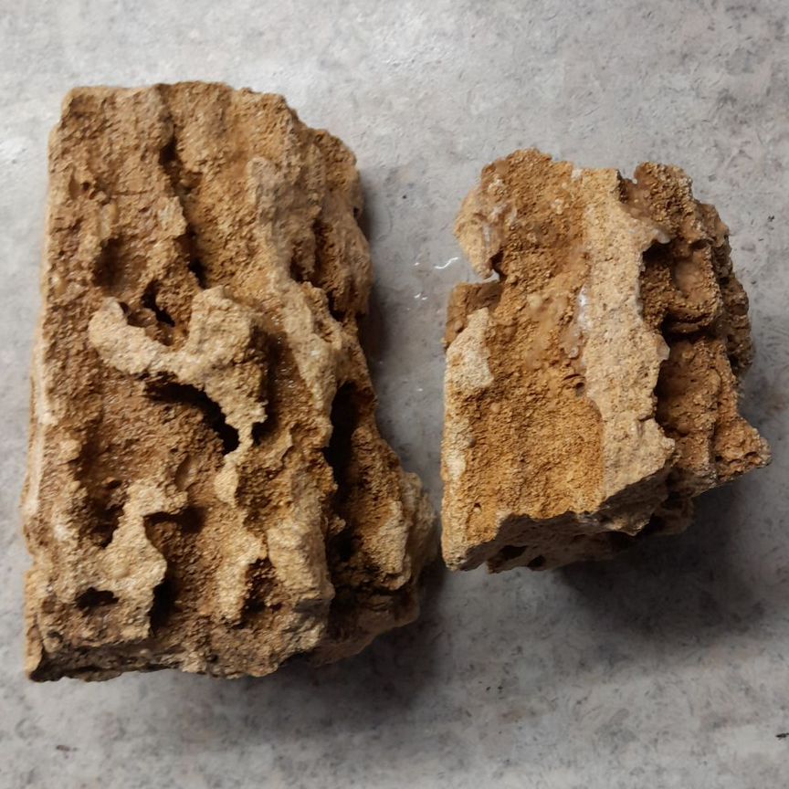 Коралл натуральный