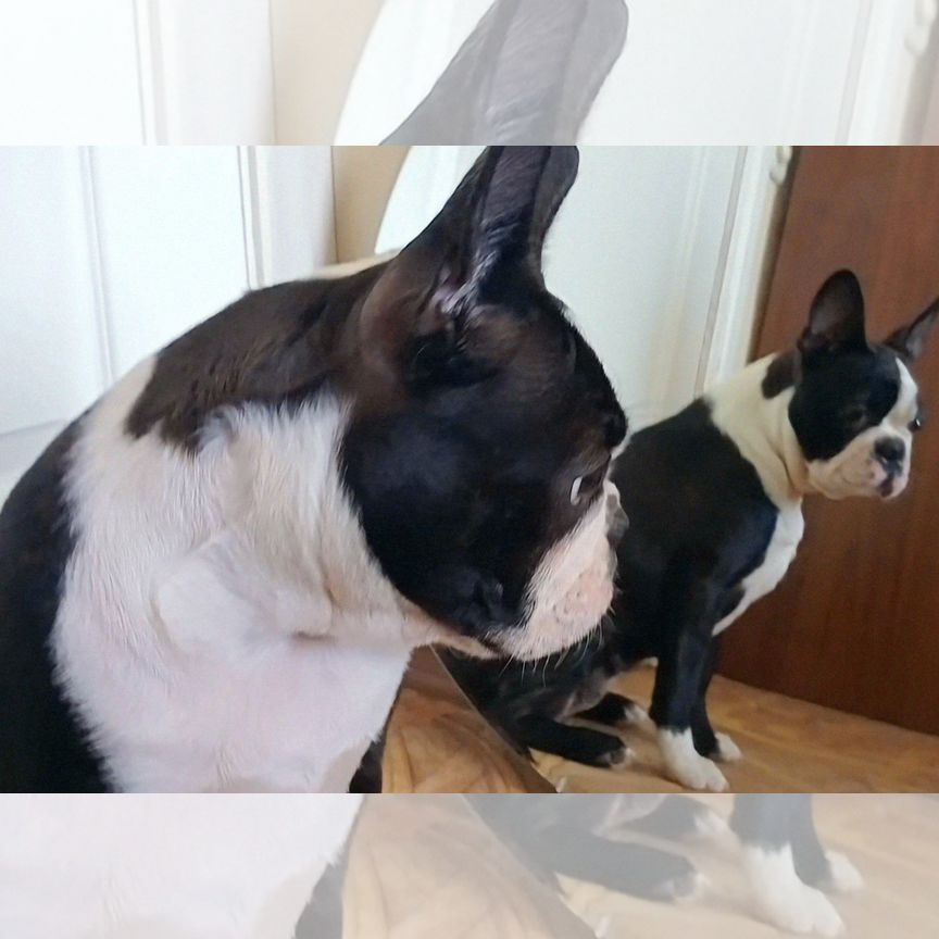 Щенки boston терьер