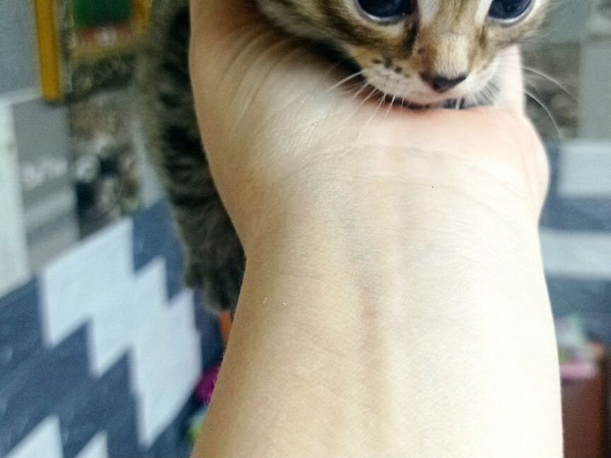 Вислоухии котята бесплатно