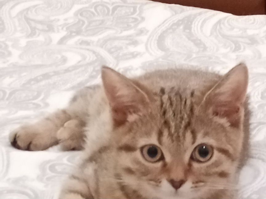 Шотландский котенок