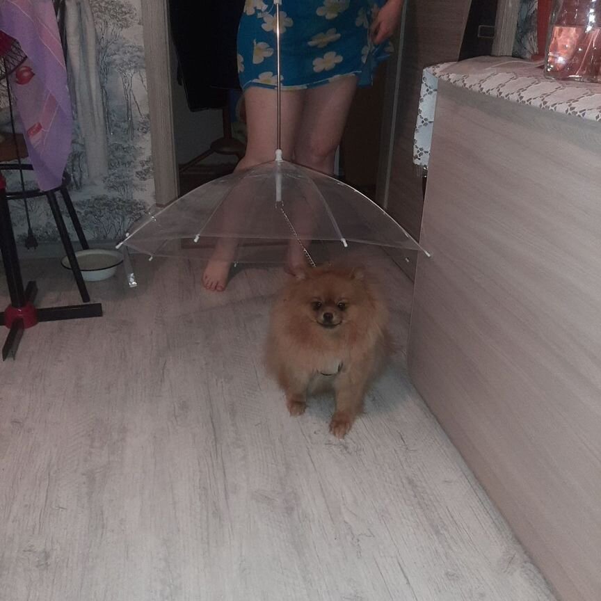 Зонтик для собак