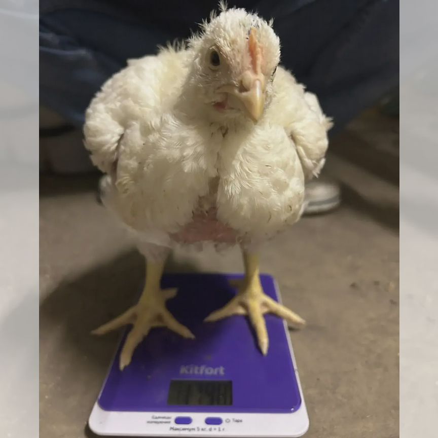 Цыплята бройлеры