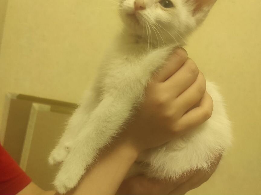 Котенок бесплатно