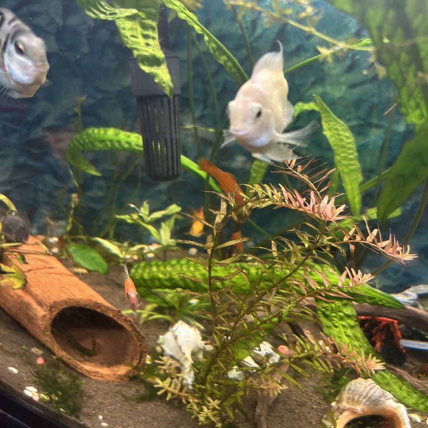 Черноволосая цихлазома