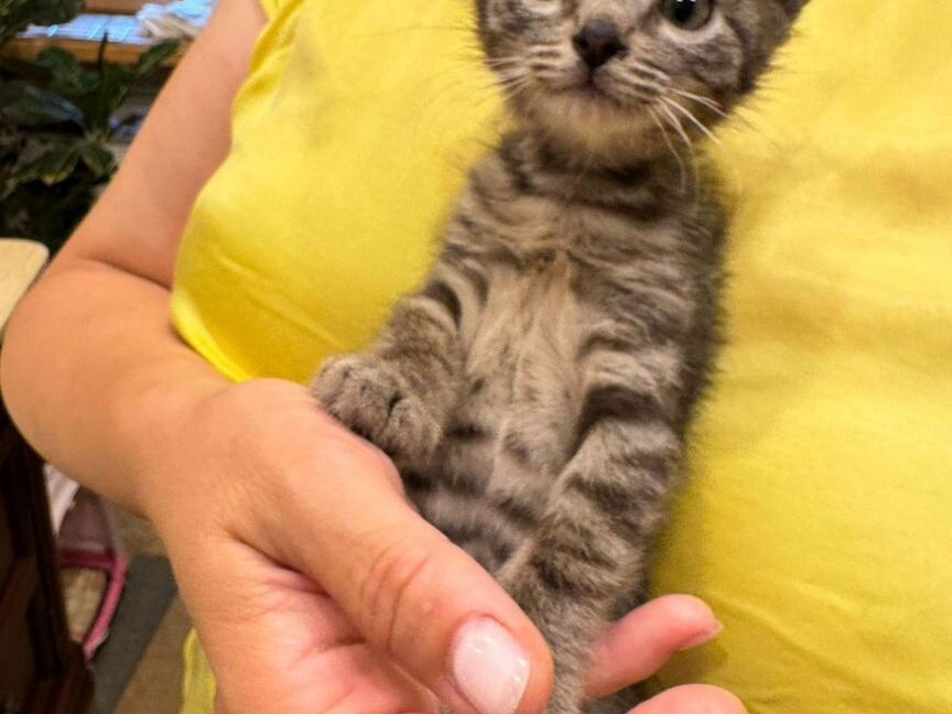 Котёночек девочка Конфеточка в добрые руки