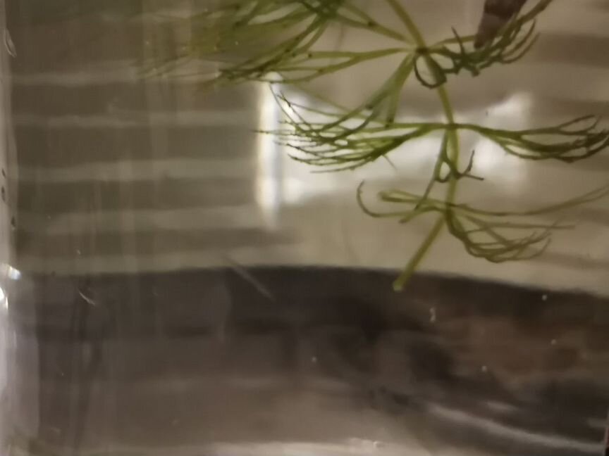 Улитка мелания