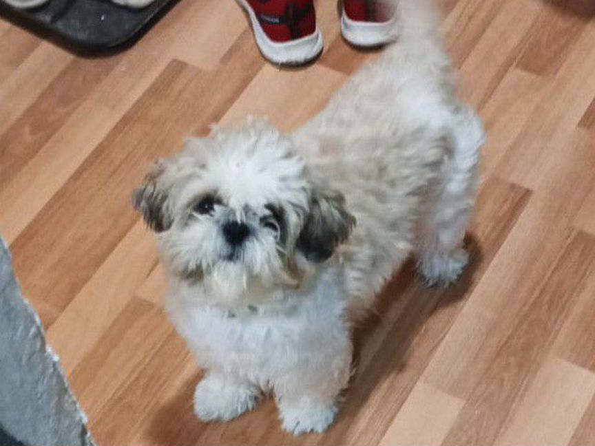 Собака в добрые руки