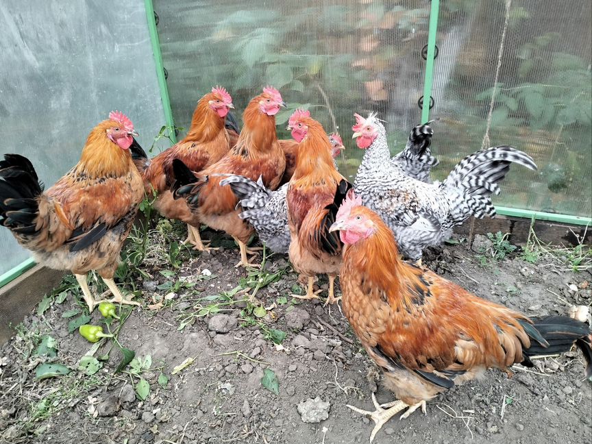 Молодые петухи