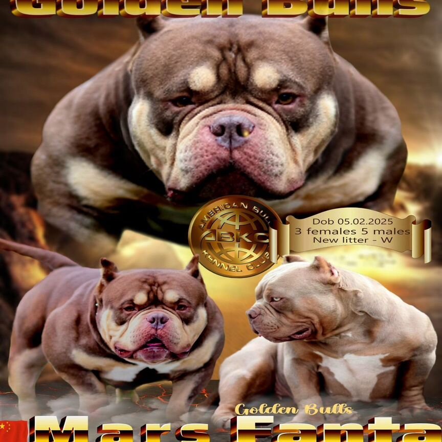 Американский булли микро покет