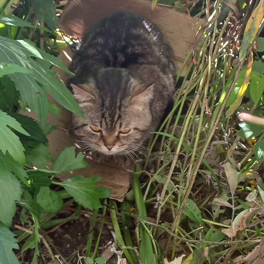 Очень добрый домашний котик